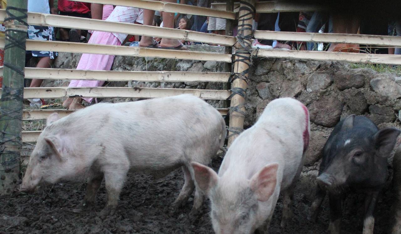 Akibat Virus ASF, 42.000 Ternak Babi Mati di Sumut | HMStimes.com