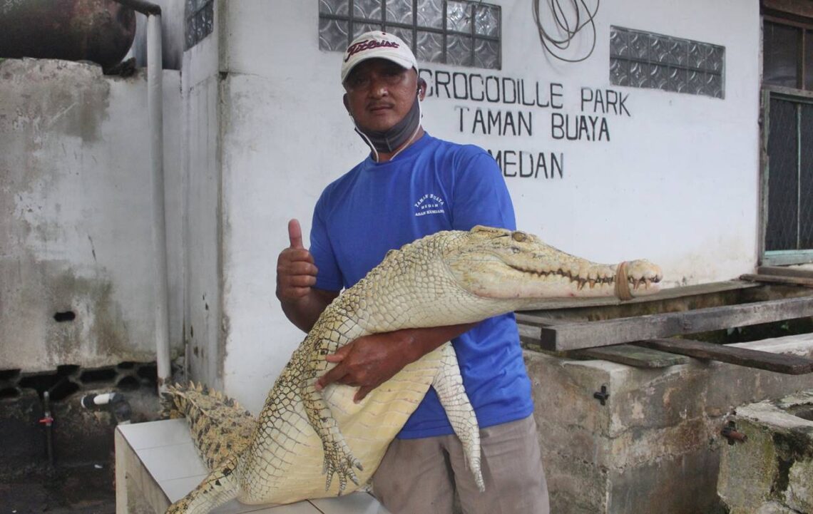 Siapa pun Bisa Menjadi Pawang Buaya | HMStimes.com